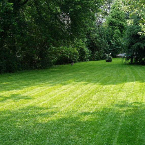 SarkanSarkanā auzene ložņājošā 25 %